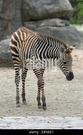Hamburg, Germany, Boehm's Zebra Foal Stock Photo - Alamy