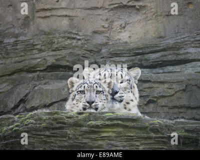 Snow Leopard Cubs in the snow Stock Photo - Alamy