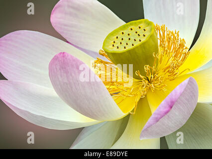 lotus flower in bloom on an ornamental pond in the garden. Nelumbo ...