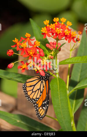Butterfly house, Calgary, Alberta, Zoo Stock Photo - Alamy