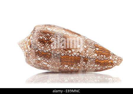 Conus aulicus, princely cone, predatory sea snail, cone shells, brown ...