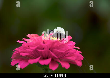 Bumble bee is sitting on a pink flower Stock Photo - Alamy