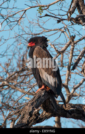 Bateleur (Terathopius ecaudatus), Chobe Riverfront, Chobe National Park ...