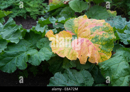 Rheum x hybridum. Rhubarb leaves in Autumn Stock Photo - Alamy