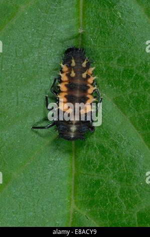 Harlequin Ladybird Harmonia axyridis Nymph on Leaf Stock Photo - Alamy