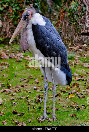 Picture By:Jules Annan Picture Shows:Birdland, Bourton on the Water ...