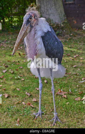 Picture By:Jules Annan Picture Shows:Birdland, Bourton on the Water ...