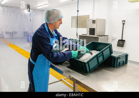A man prepares and packs eels using ice Stock Photo - Alamy