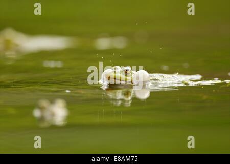 . The anatomy of the frog. Frogs -- Anatomy; Amphibians -- Anatomy. 84 ...