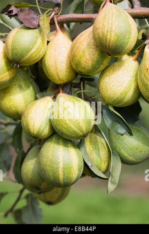 Pear 'Pysanka'. Striped green and yellow dessert pear Stock Photo - Alamy