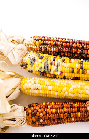 Multi colored indian corn made for Thanksgiving decoration Stock Photo ...