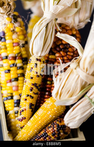 Multi colored indian corn made for Thanksgiving decoration Stock Photo ...