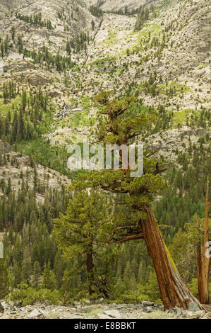 Sierra Juniper trees (Juniperus occidentalis) of the high Sierra Nevada ...