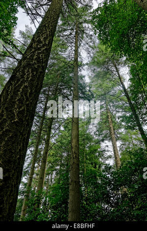 Low angle of the evergreen tree with conifer cones Stock Photo - Alamy