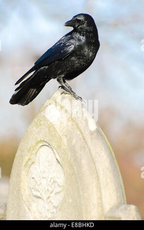 crow on tombstone Stock Photo - Alamy