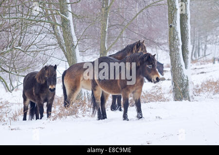 Exmoor Pony (Equus ferus caballus) Ken Hill Norfolk UK GB December 2022 ...
