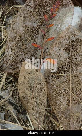 Skeleton Leaves Flower Stock Photo - Alamy