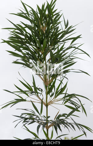 Bamboo Chusquea culeou Stock Photo: 36181322 - Alamy