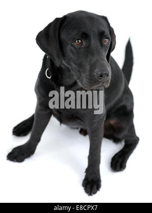 Cute labrador dog sitting in front of Christmas tree Stock Photo - Alamy