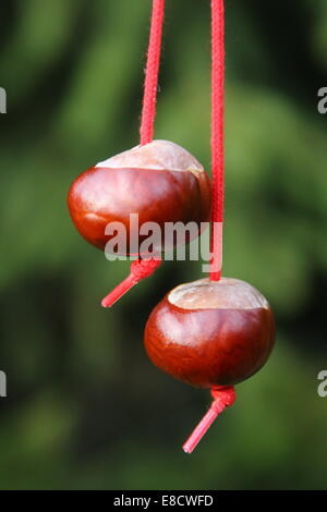 Playing conkers in England, UK - close up Stock Photo - Alamy