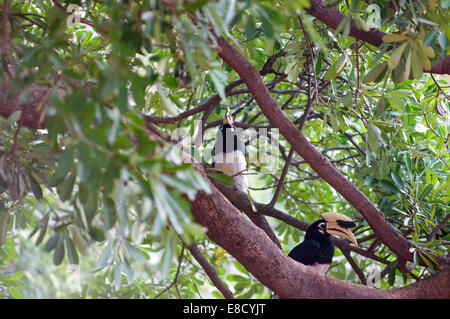 Toucans are members of the family Ramphastidae of near passerine birds ...