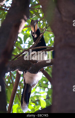 Toucans are members of the family Ramphastidae of near passerine birds ...
