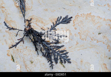 Pepper dulse (Laurencia pinnatifida), a red seaweed exposed at low tide ...