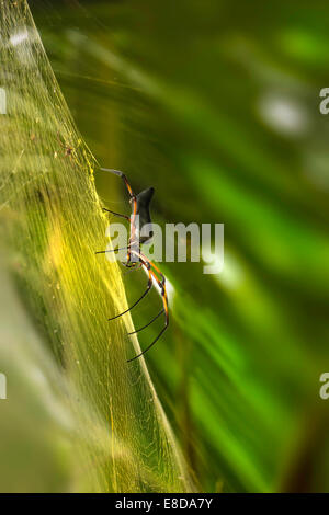 A a view of a red-legged golden orb-weaver spider (Trichonephila ...
