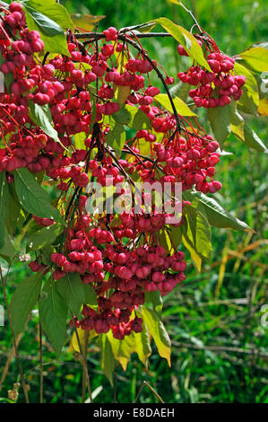 Flowering European spindle tree, Euonymus europaeus, flowering plant ...