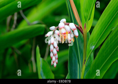 Shell Ginger, Alpinia zerumbet, Zingiberaceae. Aka Light Galangal, Pink ...