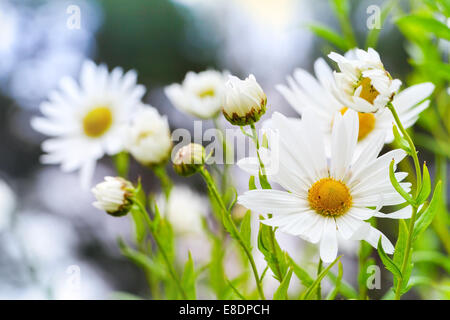 Macro photo of big white daisies in the garden, toned effect, selective ...