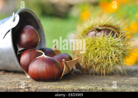 little bucket filled with chestnuts on a plank Stock Photo - Alamy
