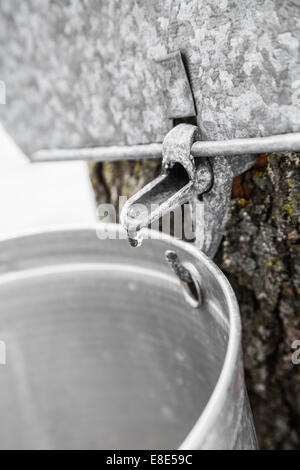 Maple syrup spigot dripping sap into bucket Stock Photo - Alamy
