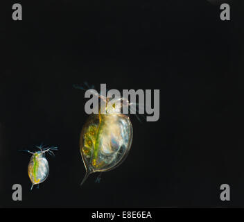 A Water flea,Cyclops sp Stock Photo - Alamy