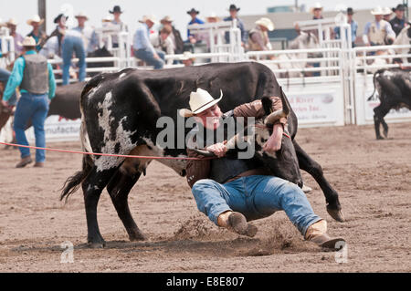 Rodeo Alberta Canada Wild cow milking Stock Photo - Alamy