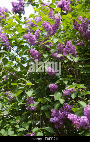 Lilac flowers (Syringa vulgaris Stock Photo - Alamy