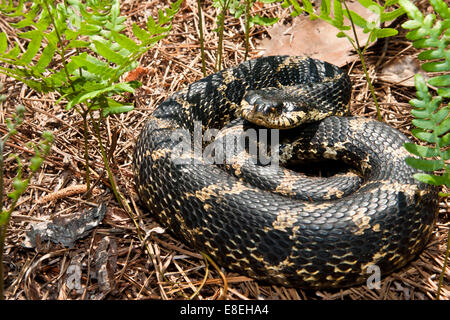 Eastern hognose snake spreading its hood. This defensive posture is ...
