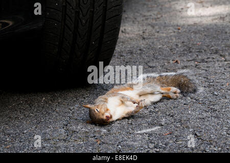 American red squirrel roadkill (Tamiasciurus hudsonicus) - USA Stock ...