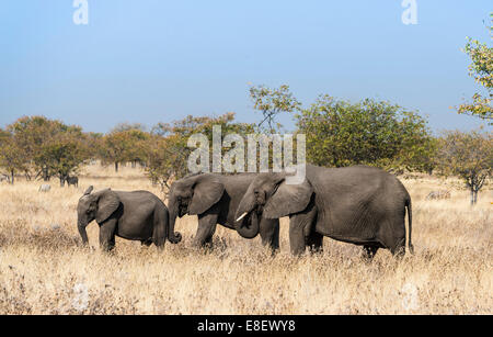 Group of African Elephants (Loxodonta africana) in the Chobe River in ...