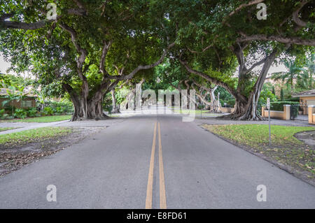 Giant banyan trees in Coral Gables, Florida, USA Stock Photo - Alamy