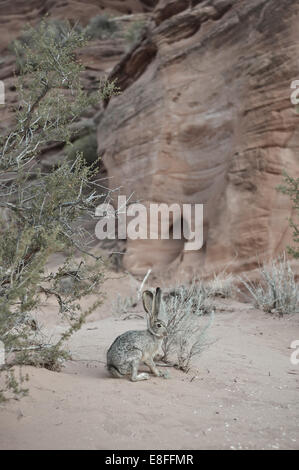 rabbit in the wild Stock Photo - Alamy