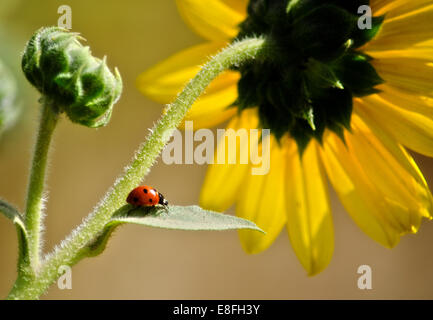 ladybug on leaf Stock Photo - Alamy