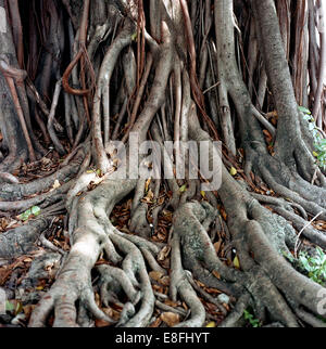 Intertwined tree roots Stock Photo - Alamy