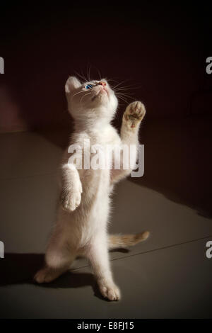 Cute kitten playing indoors Stock Photo - Alamy