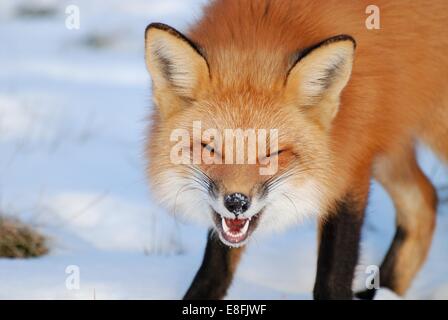 Red Fox Growling. Close up. Grass background. Vulpes vulpes Stock Photo ...