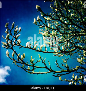Magnolia tree buds Stock Photo - Alamy