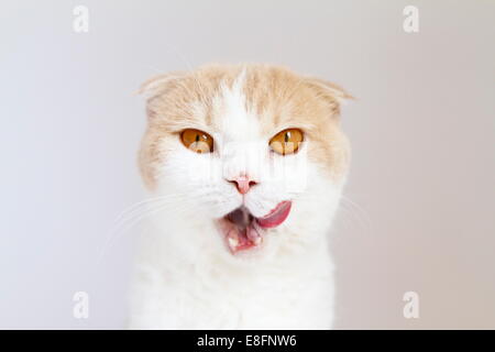 White Scottish fold domestic cat sleeping in white bed. Beautiful white ...