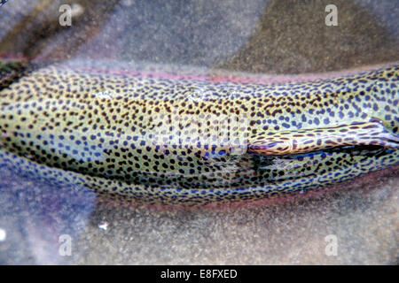Close-up of fish Stock Photo - Alamy