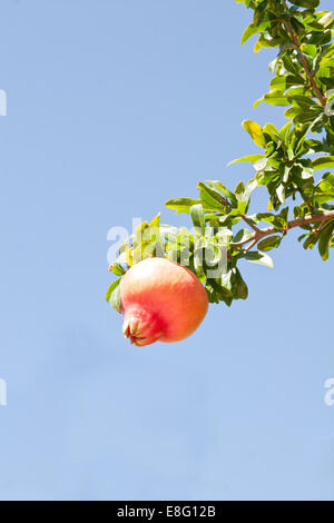 Red pomegranate trees with full of fruits Stock Photo - Alamy