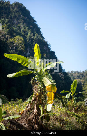 Soppong hill tribe Red Lahu village, Pangmapha, Soppong, Mae Hong Son ...